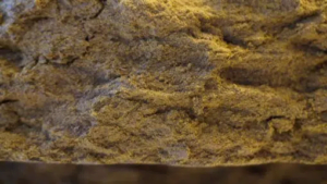 Black Afghan Gold Seal Hash