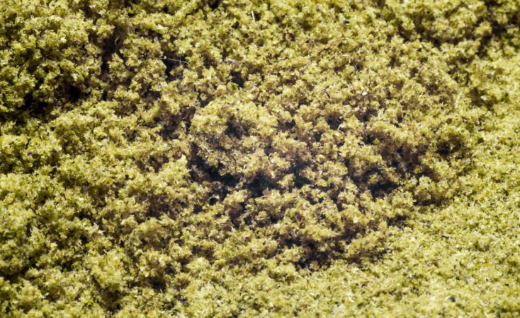 The Differences Between Hash vs. Kief – Exotic Cannabis Line The Differences Between Hash vs. Kief – Exotic Cannabis Line